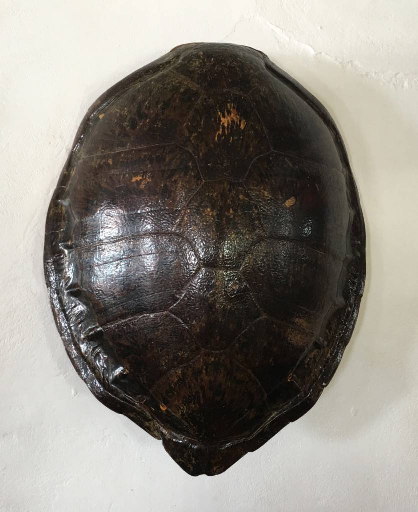 Total ban on killing sea turtles in effect in St. Vincent – iWitness News