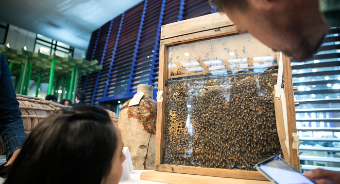 Falling bee numbers -- a threat to global food security, nutrition ...