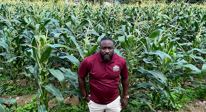 How entrepreneurs are recharging the Caribbean – iWitness News